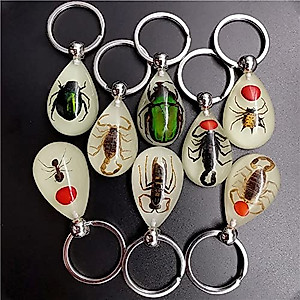 QTMY 6 Pack Insect in Resin Specimen Collection Paperweights Keychain,Christmas for Men Women Biology Science Teacher Education,Mystery Box (3)