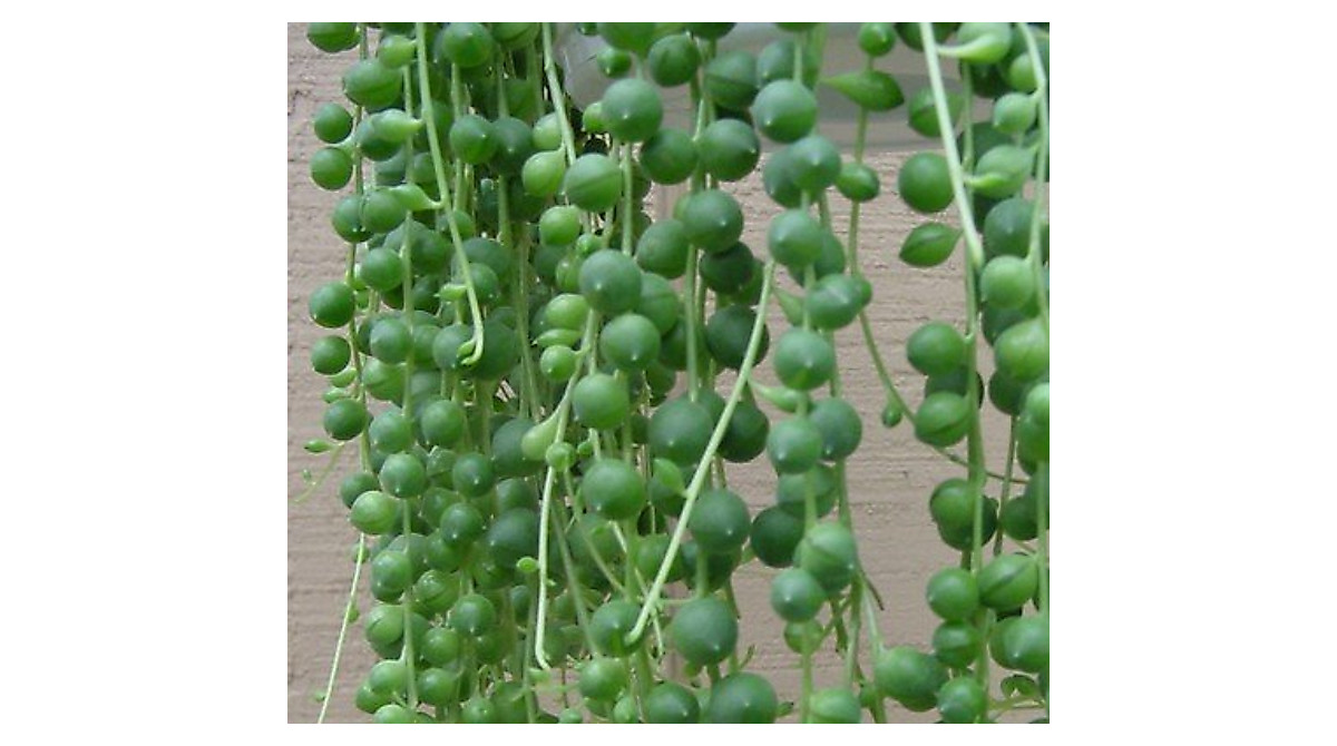 Hirt's Easy-Grow String of Pearls - 6" Hanging Basket Senecio