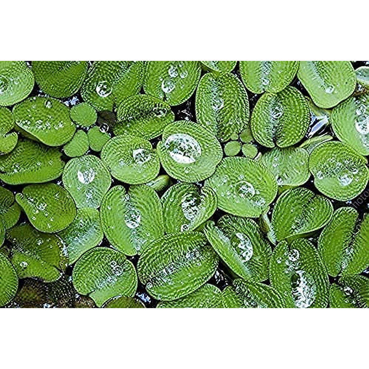 50 Water Spangles (Salvinia Minima) Live Floating Plants for Aquarium or Pond by TMDFishKeeping
