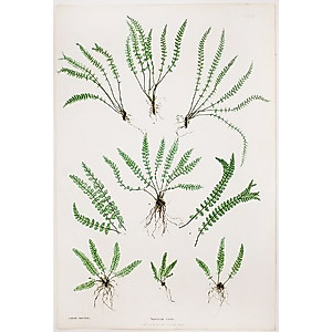 Asplenium viride [Green Spleenwort]