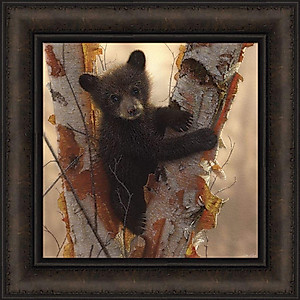 Home Cabin Décor Curious Cub I by Collin Bogle 16x16 Black Bear Cub Sitting in Tree Baby Framed Art Print Picture