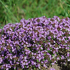 100 pcs/Bag Creeping Thyme Bonsai or Multi-Color Rock CRESS Plant - Perennial Flower Flores Ground Cover Flower Garden - (Color: 3)