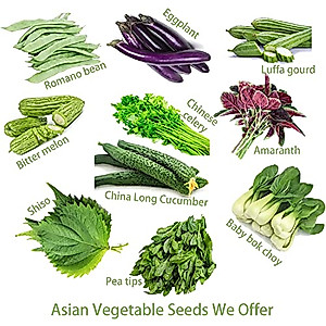 Special! Pole Bean Seeds for Planting Vegetables and Fruits-Chinese Green Bean Seeds 扁豆芸豆.French/Romano Pole Beans.Non GMO Garden Seeds for Home Vegetable Garden-30ct Helda Bean,15g