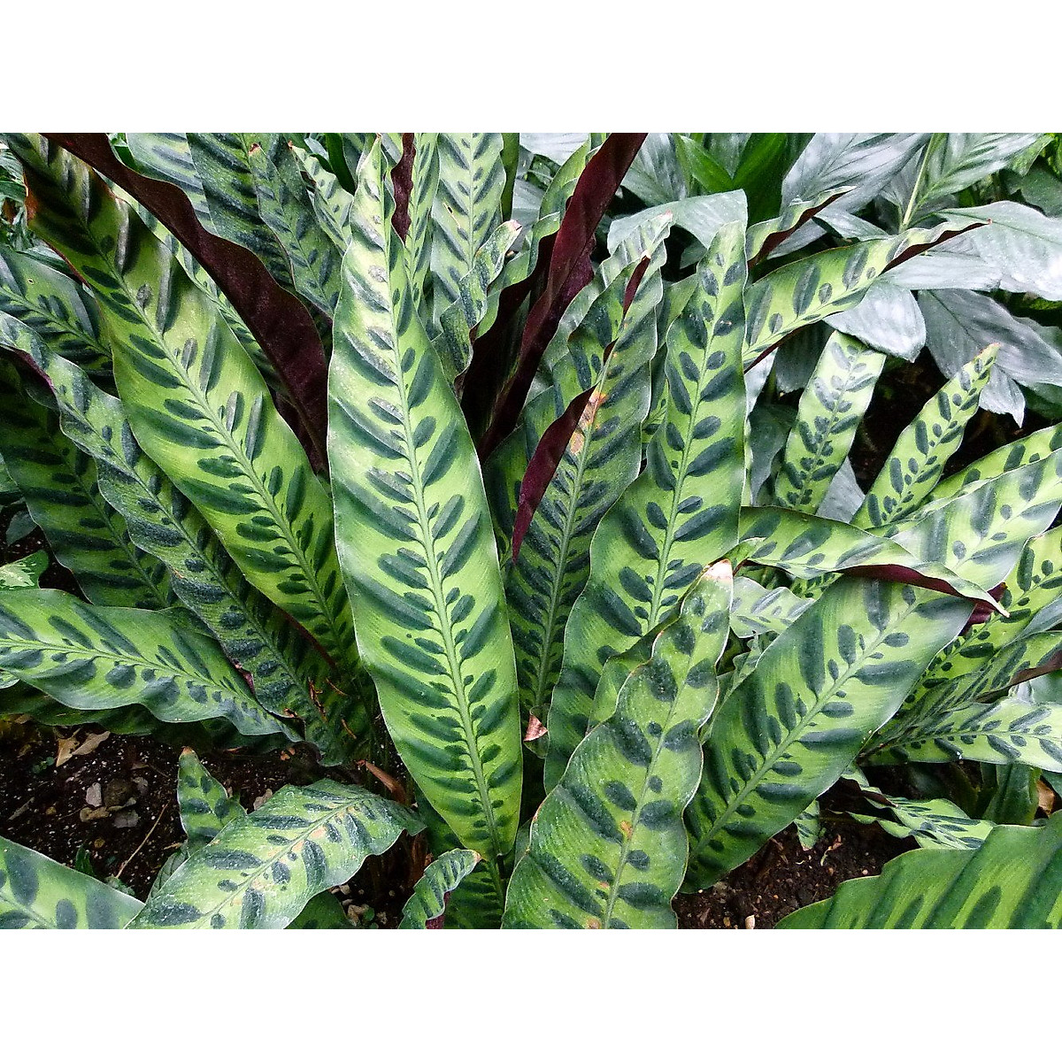 Rattlesnake Plant - Calathea lancifolia - Easy House Plant - 4" Pot