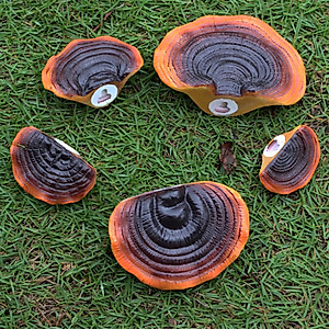 Generic Set of 5 Mushroom Shelf Wall Decor - Outdoor Wall Mounted Small Size Mushroom Rack for Reptile Shelf, Black, mgj-0324