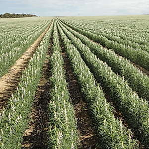 Lupini Beans in Brine (6 pack) 24.3oz Jars | Ready to Eat Healthy Snack | Imported 100% Italian | All Natural | Non GMO | Fresh Harvest | From Italy to Your Table