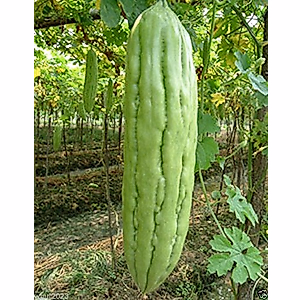 Bitter Gourds Seeds (Asian vegetable)"Green Skin" - 8-10" long - balsam pear(25 Seeds)