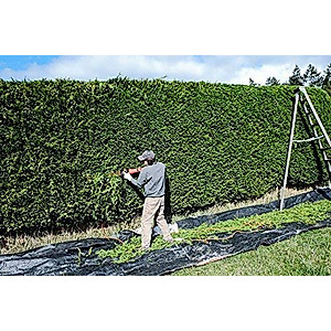 Thuja Plicata 'Green Giant' Arborvitae - 12 Live Quart Size Plants - Live Evergreen Privacy Tree