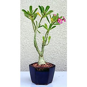 LOUSBONSAINURSERY Large Desert Rose Flowering Bonsai Tree (Indoors)
