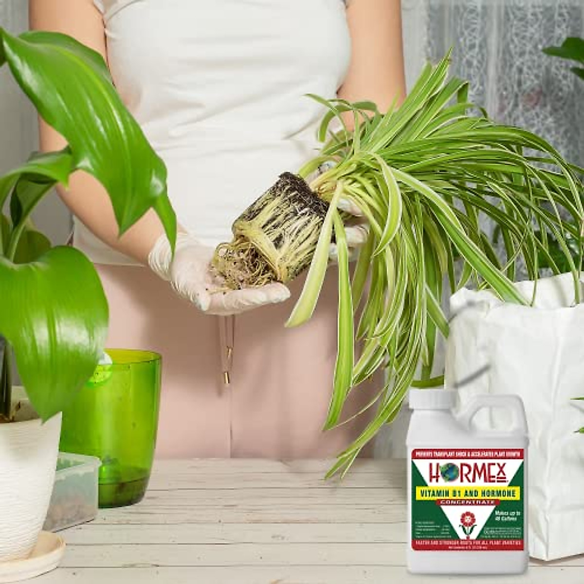 Hormex Vitamin B1 Rooting Hormone Concentrate - Rooting Hormone for Hydroponics, Aeroponics, Established Plants, Cuttings and More, Indoor and Outdoor Plant Growth Stimulator Concentrate - (8oz)