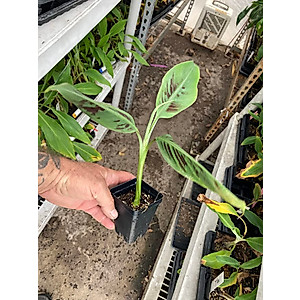 Dwarf Red Banana - Edible Red Banana - Sumatrana “X” Cross Banana