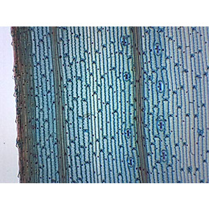 EISCO 10PK Monocot Leaf, Epidermis, Whole Mount - Prepared Microscope Slides - Classroom Pack, 10 Slides in Storage Case - Biology & Microscopy
