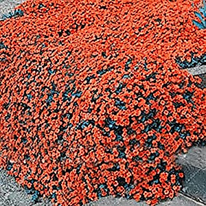 CHUXAY GARDEN Rock Cress Seeds Orange-Aubrieta deltoidea 100pcs Perennial Flower Ground Cover Decor Garden All Sun Low-Maintenance Striking Landscaping Plant