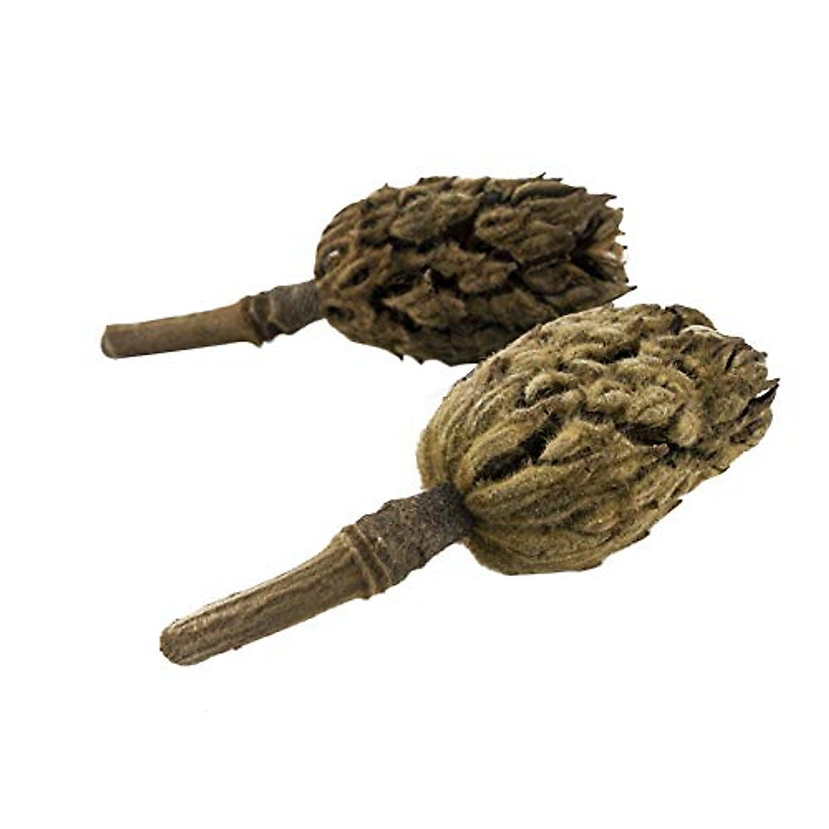 Josh's Frogs Magnolia Pods (Includes 5 Pods)