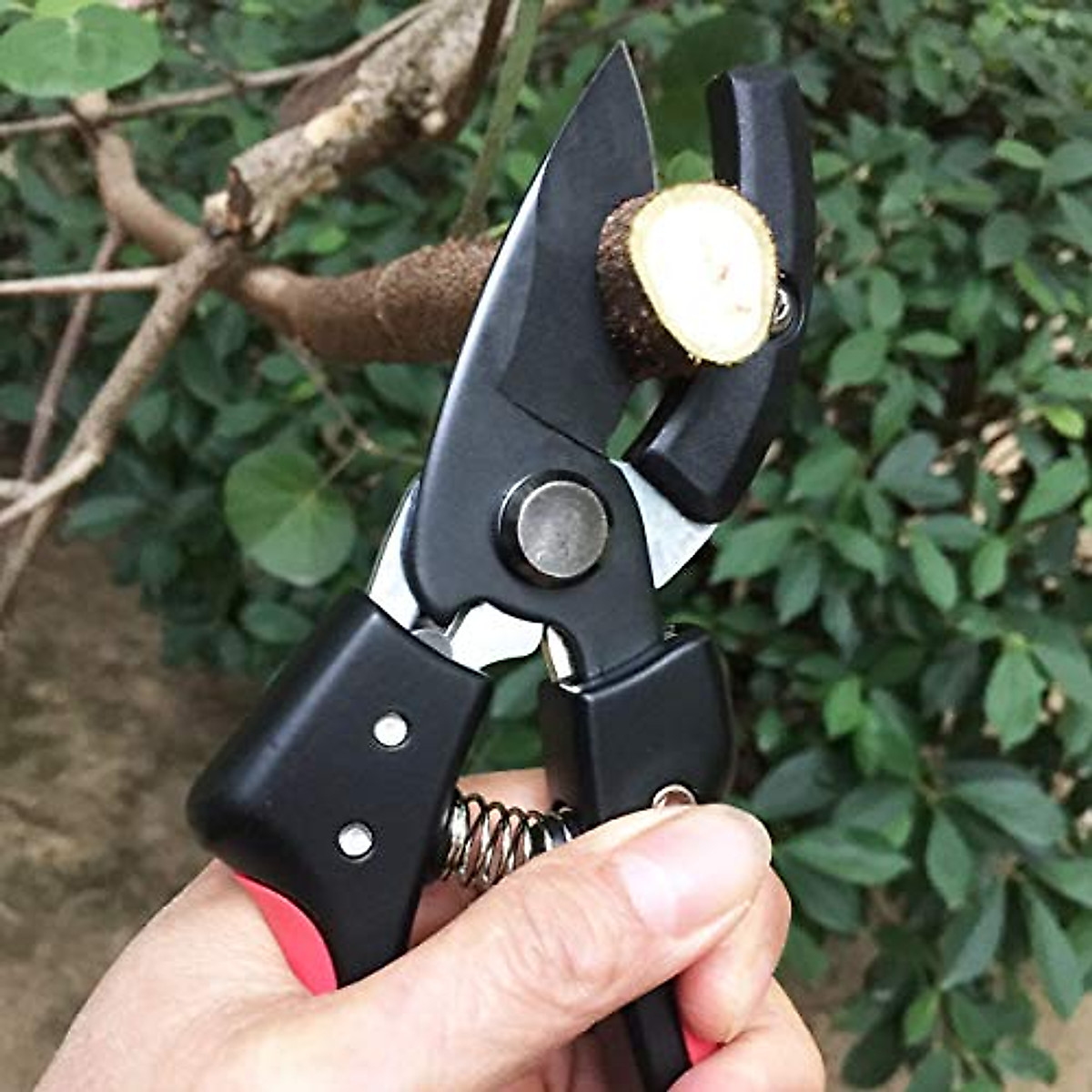 Gonicc 8" Professional SK-5 Steel Blade Anvil Pruning Shears(GPPS-1010) and 7.3" Bonsai Scissors(GPPS-1012), Cushion and shock absorber design, Ergonomically Design Handle.