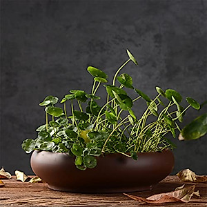 Zerodeko Small Terrarium Purple Sand Succulent Flower Pot Pet Decorations Purple