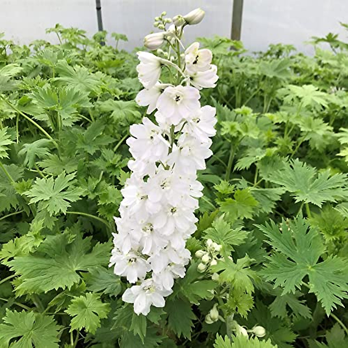 CHUXAY GARDEN White King Delphinium-Larkspur 150 Seeds Rare Ranunculaceae Flowering Plant White Angel Ornamental Garden Shows Low-Maintenance