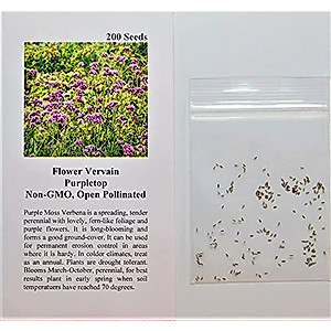 David's Garden Seeds Flower Vervain Purpletop FBA-00088 (Purple) 200 Non-GMO, Heirloom Seeds