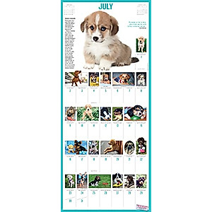 365 Puppies-A-Year Picture-A-Day Wall Calendar 2023: Absolutely Spilling Over With Puppies