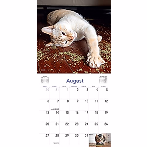 Cats on Catnip Wall Calendar 2023: A Year of Cats Living the High Life and Feeling Niiiiice