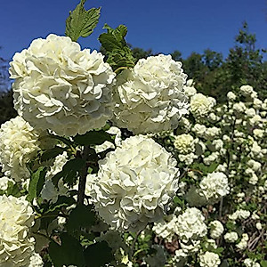 Old Fashion Snowball Viburnum Plant in Pot, White Flower Plant for Garden (6-10 '' Tall) No Ship CA