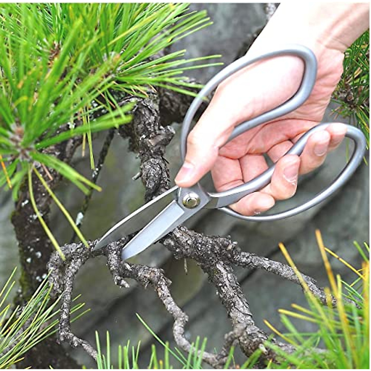 KAKURI Okubo Shears 7.8" (200 mm) Bonsai Scissors Long Blade, Flower Arranging Scissors, Japanese Stainless Steel, Silver, Made in JAPAN