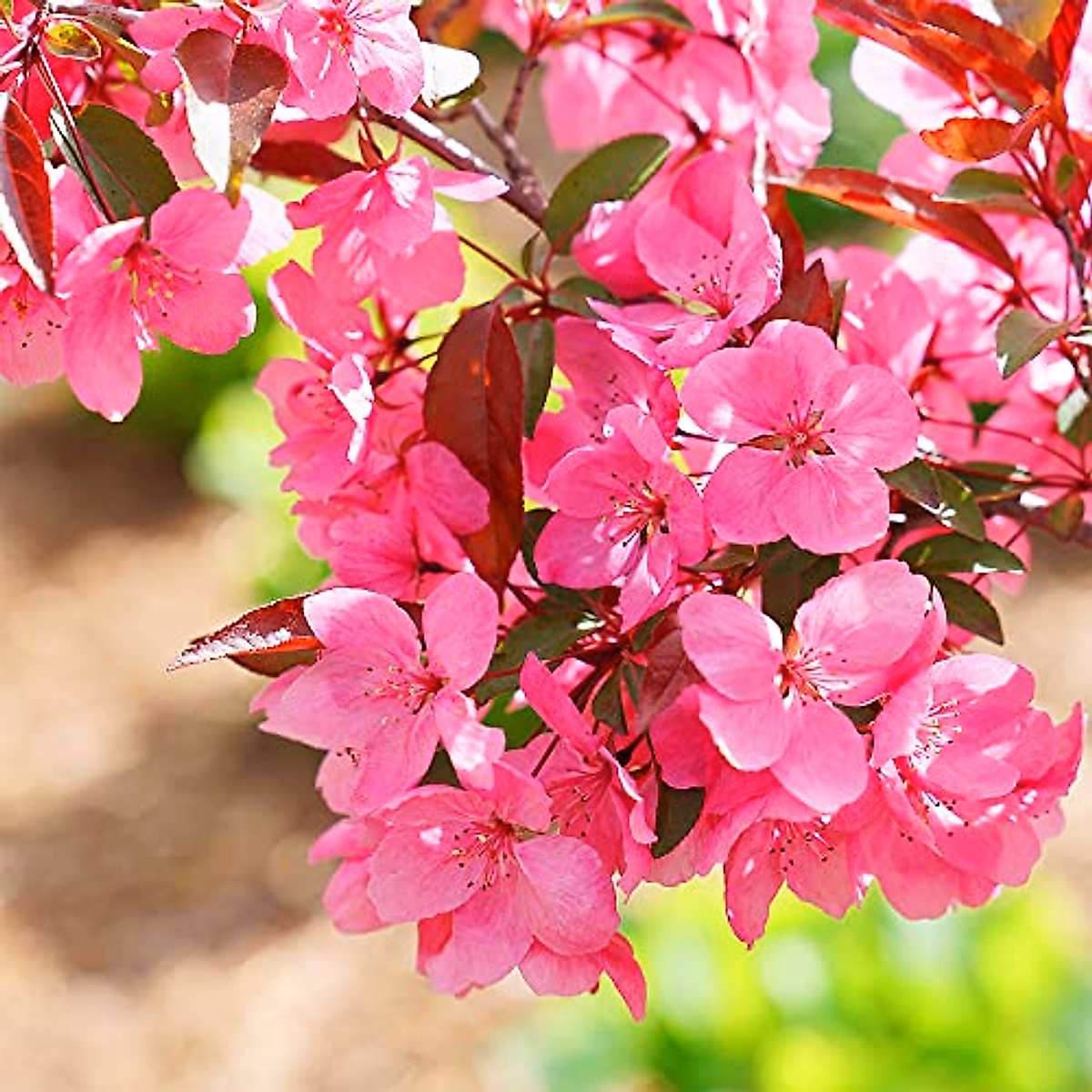 QAUZUY GARDEN 30 Seeds Flowering crabapple Seeds Crab Apple Malus Prairiefire Tree Shrub Bush Seeds- Striking Flowering Landscape Plant- Easy to Grow & Maintain