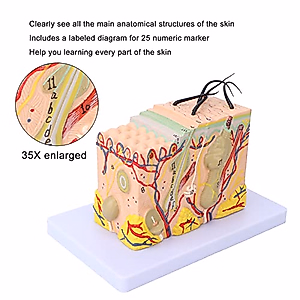 Skin Model, 35X Enlarged Human Skin Structure Anatomical Model 3D Enlarged Skin Model for Science Classroom Study Display Teaching Medical Model