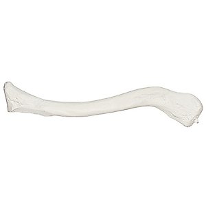 Axis Scientific Clavicle Bone Model | Right | Cast from Real Human Clavicle Bone l Human Collarbone Model Has Realistic Texture and Important Bony Landmarks | Includes Product Manual