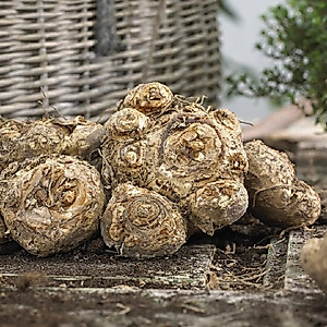 Calla Lily Bulbs - Black White Mix - Bag of 20, Mid Summer/White and Black Flowers