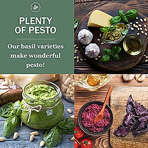 Sow Right Seeds - Greek Basil Seed for Planting - Non-GMO Heirloom Seeds - Instructions to Plant and Grow a Kitchen Herb Garden, Indoors or Outdoor; Great Gardening Gift (1)