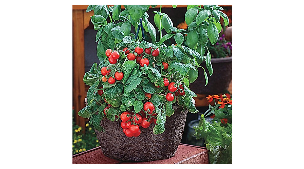 Park Seed Red Robin Tomato Seeds Fast-Growing Perfect for Patio Growing ...