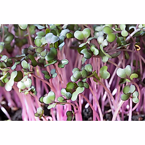 Large Radishing Collection-(1) 50pk Daikon, (1) 50pk Cherry Belle,(1) 50pk Sparkler White Tip, (1) 50pk Rambo, (1) 50pk Black Spanish Round, (1) 50pk Hailstone White, (1) French Breakfast Radish Seeds