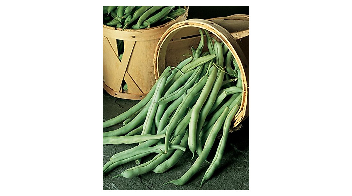 Grow Heirloom Stringless Green Beans | Burpee Bush Bean Seeds