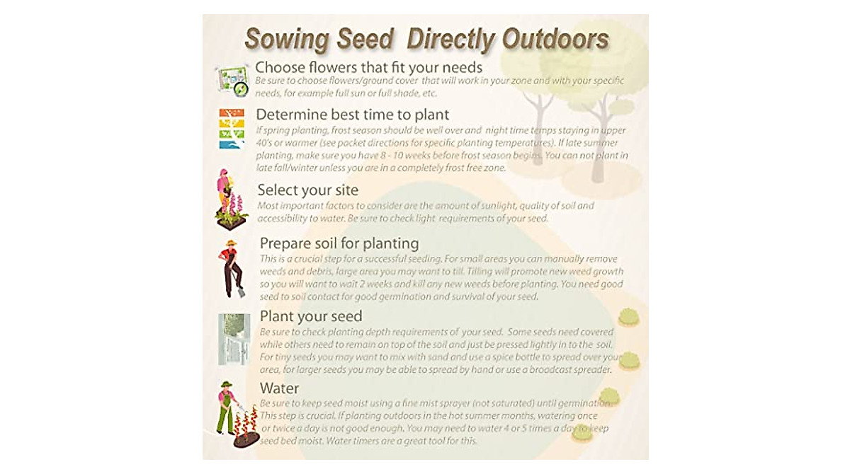 Outsidepride Perennial Lavandula Lavender Spanish Eyes Fragrant Herb ...