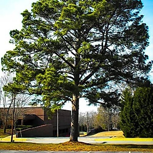 Loblolly Pine Tree | 3 Live Plants | Pinus Taeda | Fast Growing Stately Shade Tree