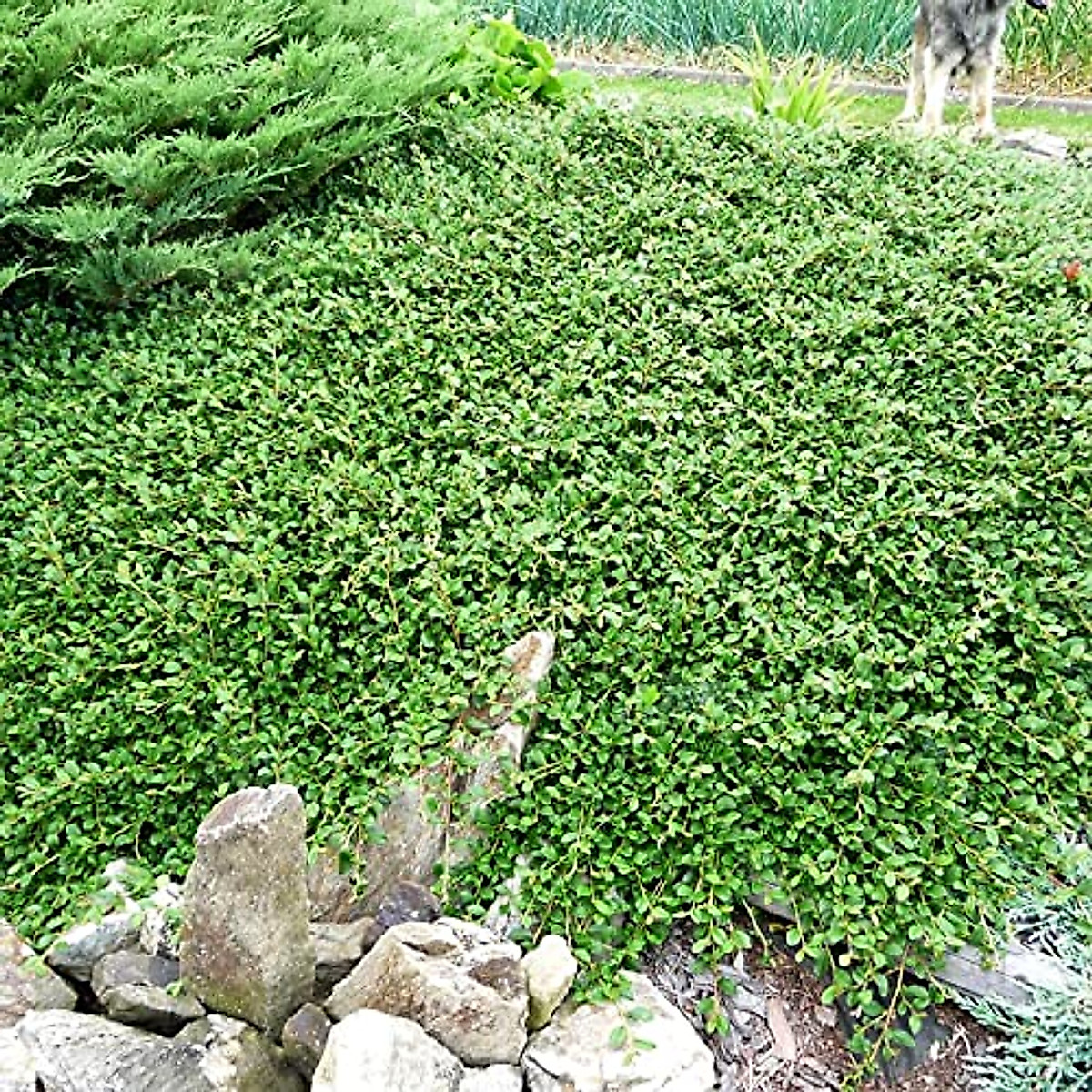 Horizontal Rockspray Cotoneaster Horizontalis Shrub 15 Seeds for Planting Non-GMO