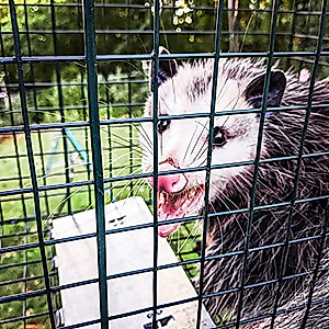 HOMESTEAD Heavy Duty Live Trap - Professional Style One-Door Live Animal Traps for Rabbit, Squirrel, Possum, Skunk, Kitten, Mink