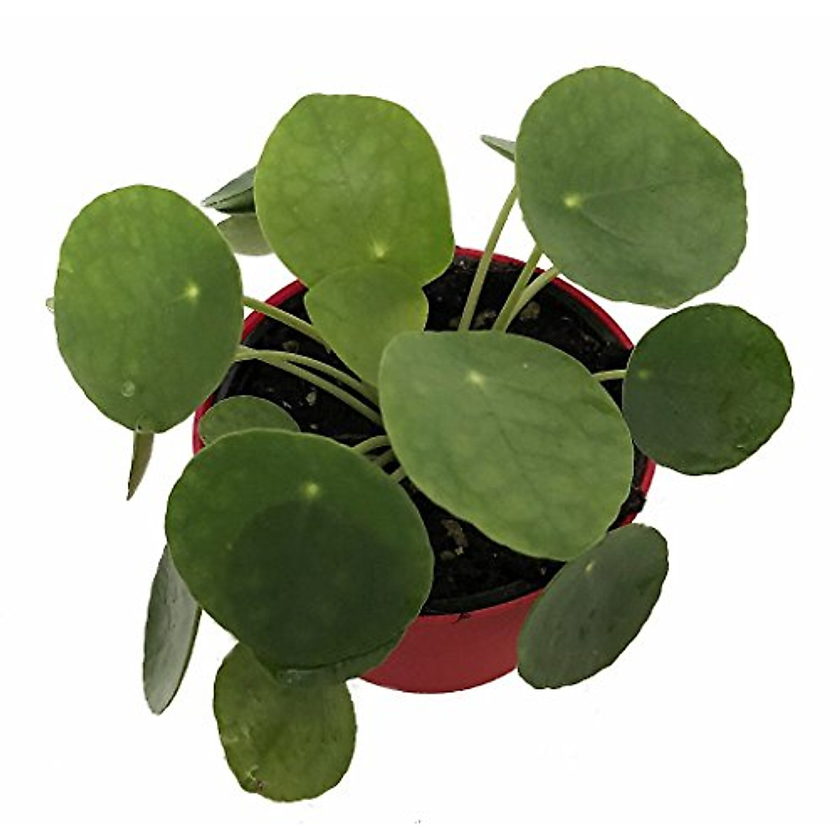 Hirt's Gardens Chinese Money Plant - Pilea peperomioides - 4" Pot