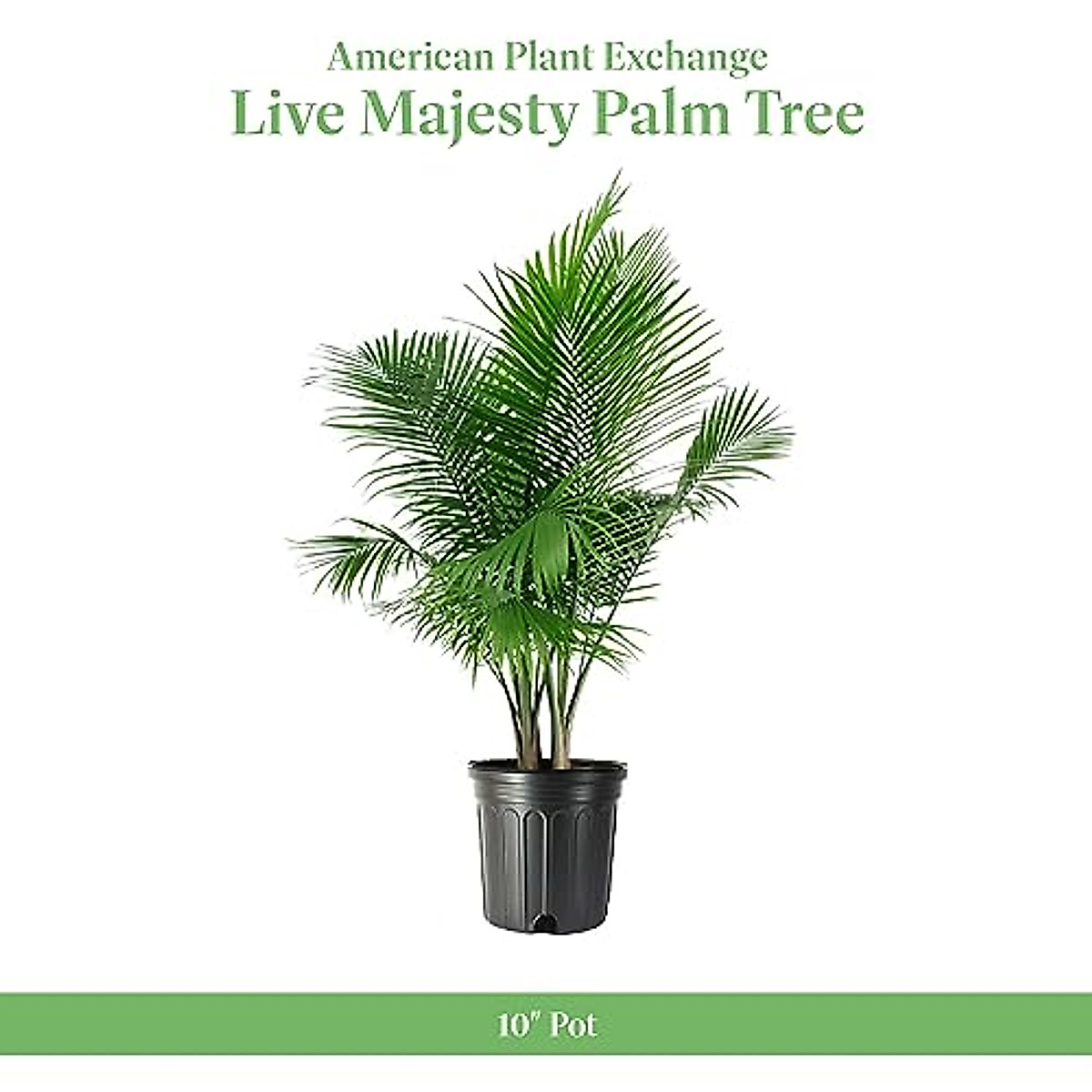 American Plant Exchange Majestic Palm, Tropical Elegance, Large Fronds, Perfect Indoor Statement Plant and Patio Decor, 10-Inch Pot