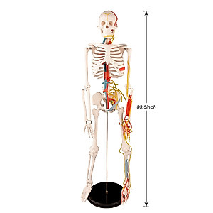 Ultrassist Human Anatomical Skeleton Model, 34" Half Life Size Human Skeleton Replica with The Heart, Spinal and Peripheral Nerves, Veins and Arteries, Vascular Human Skeleton for Human System Study