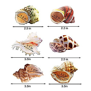 Hermit Crab Shells Medium to Large Growth Turbo Seashells 1"-2" Openning Size Natural Supplies Conch Habitat
