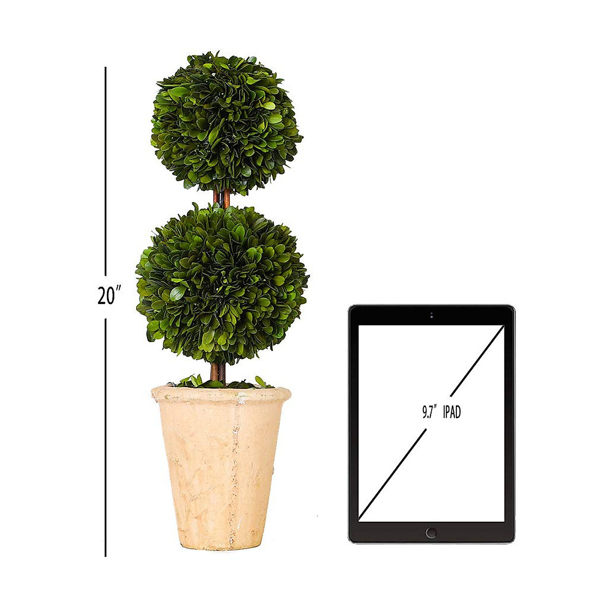 Boxwood VALLEY Real Preserved Boxwood Evergreen Potted Tree Globe Tree Topiary in Terracotta Planter, Home Decor Farmhouse (Double Balls Topiary, 20 inches)