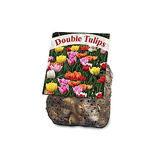 Double Tulip Mixture- 30 Perennial Tulip Bulbs