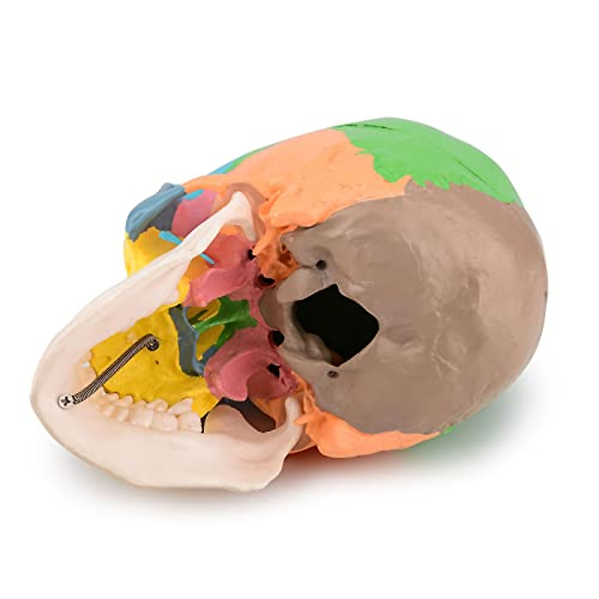 Colored Human Skull Model, Life-Size Painted Human Skull Head Bone for Medical Student Human Anatomy Study Course