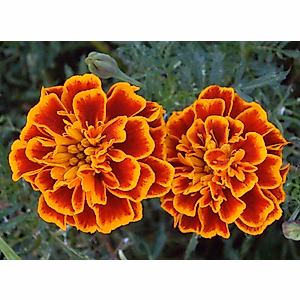 French Marigold Flower Seeds, 25 Count "COOL BEANS N SPROUTS" Brand. Home Gardening.
