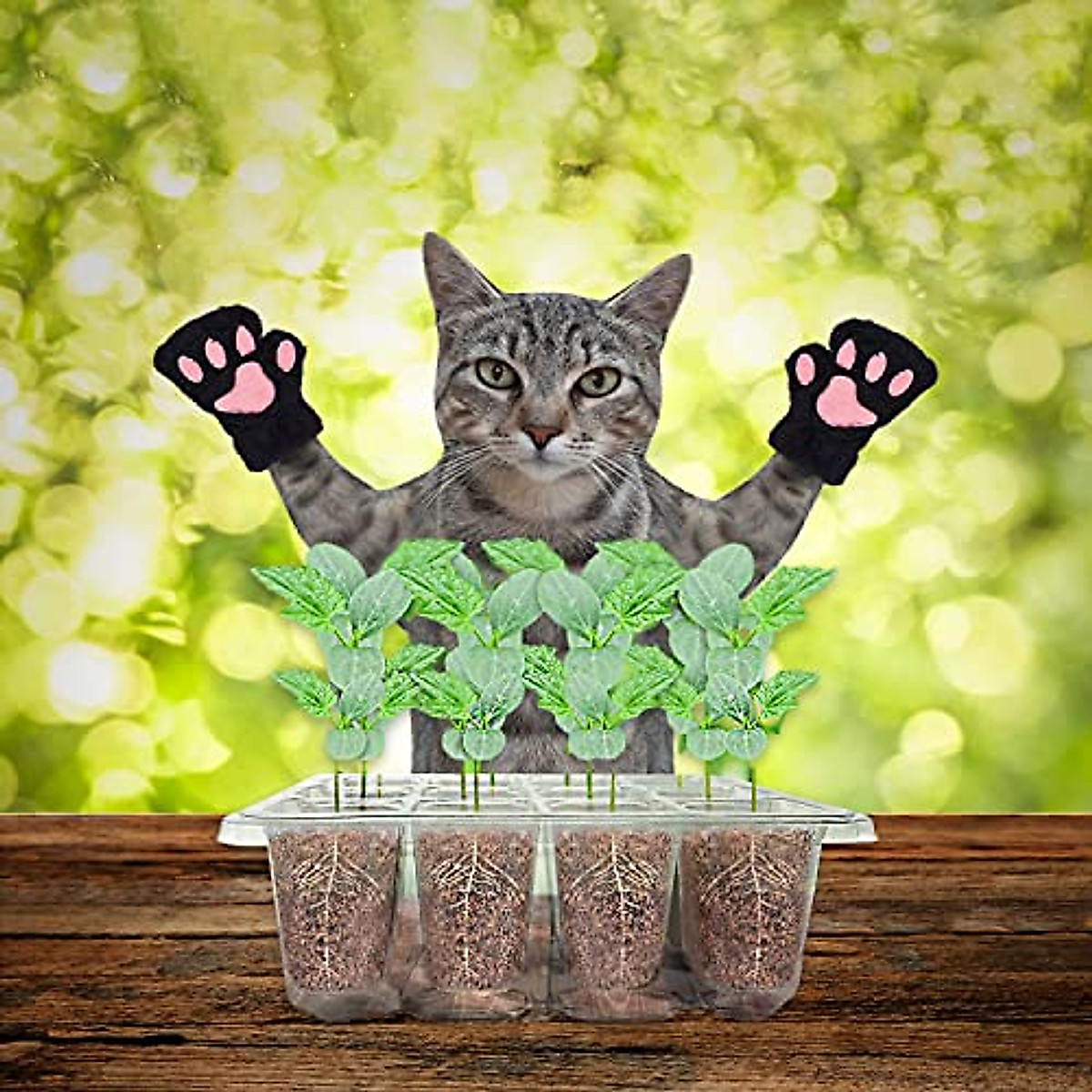 Pratico Outdoors 12 Cell Plastic Seed Starter Tray Kit, Clear, 5 Pack