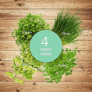 Indoor Herb Garden Starter Kit - DIY Kits for Adults - 4 Herb Seeds Growing Kit - Crafts for Adults - Home Seed Starter Grow Plant Kit - Craft Kits for Adults - Basil, Parsley, Cilantro, Chives