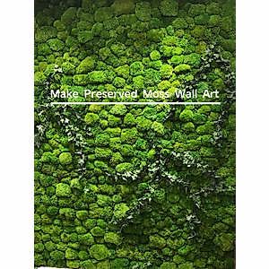 Prefleur Preserved Pole Moss Pillow Bun Cushion Natural Green Decorative Real Natural Green DIY Kit Terrariums Gardenning Art Wall Decor Florist Decor Easter Table Wedding(1.5 sq.ft, Green-B)