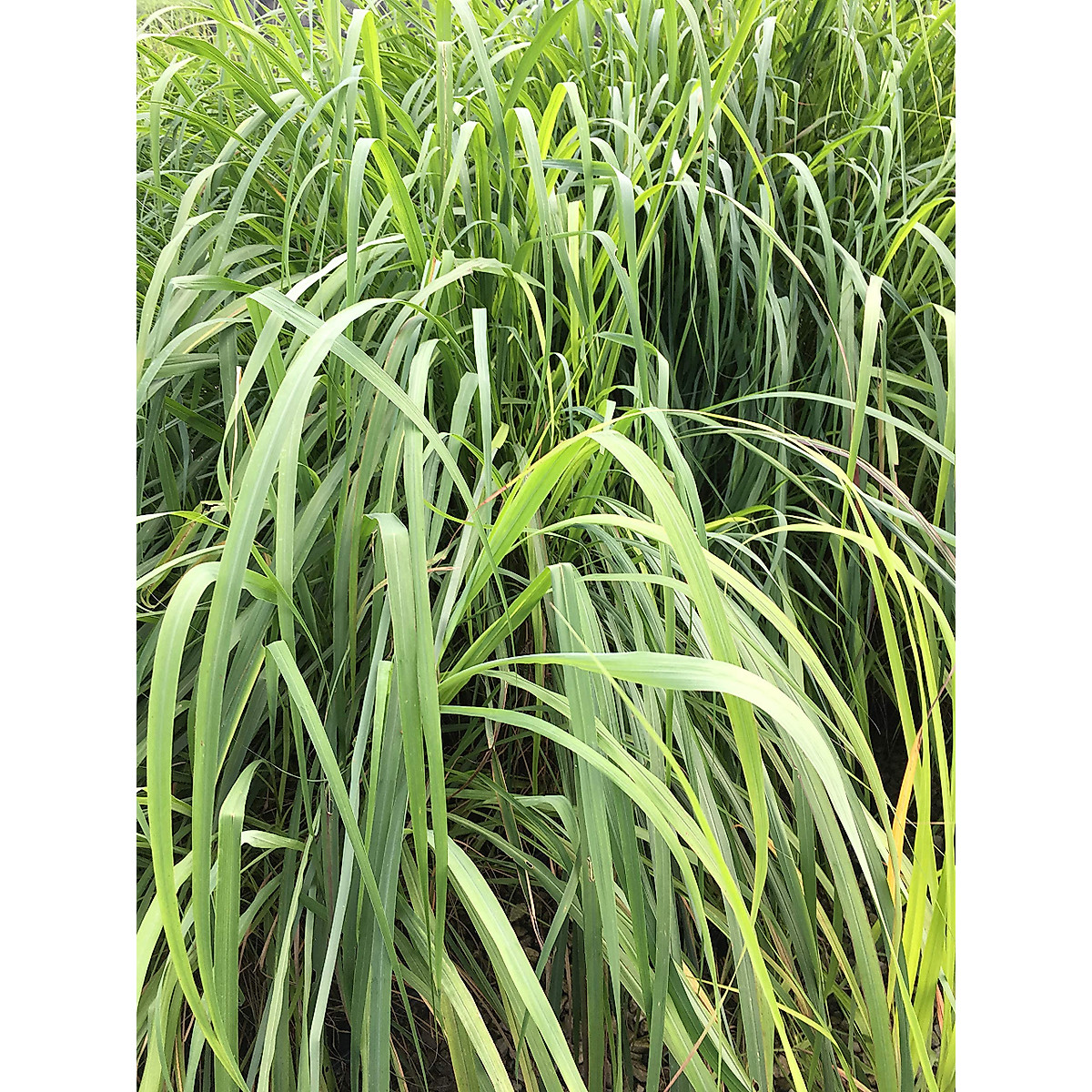 Lemongrass Plant- 3 Seperate in 2.25 Inch Size! Non GMO! Organic! Also Known As Fever Grass, Cymbopogon Citratus/by Daylily Nursery